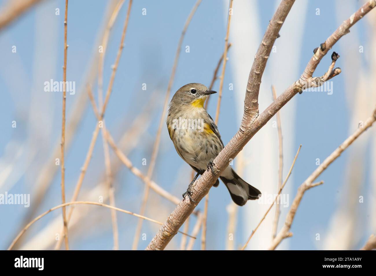 Audubons warbler hi-res stock photography and images - Alamy
