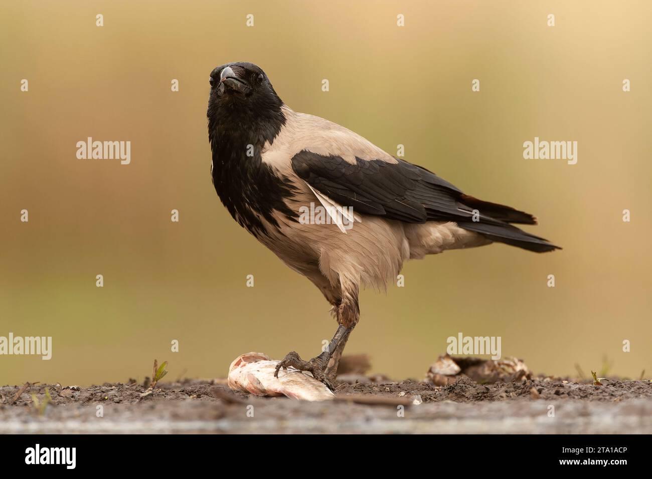 Hooded Crow, Corvus cornix, during spring in wetland in Hungary. Eating ...