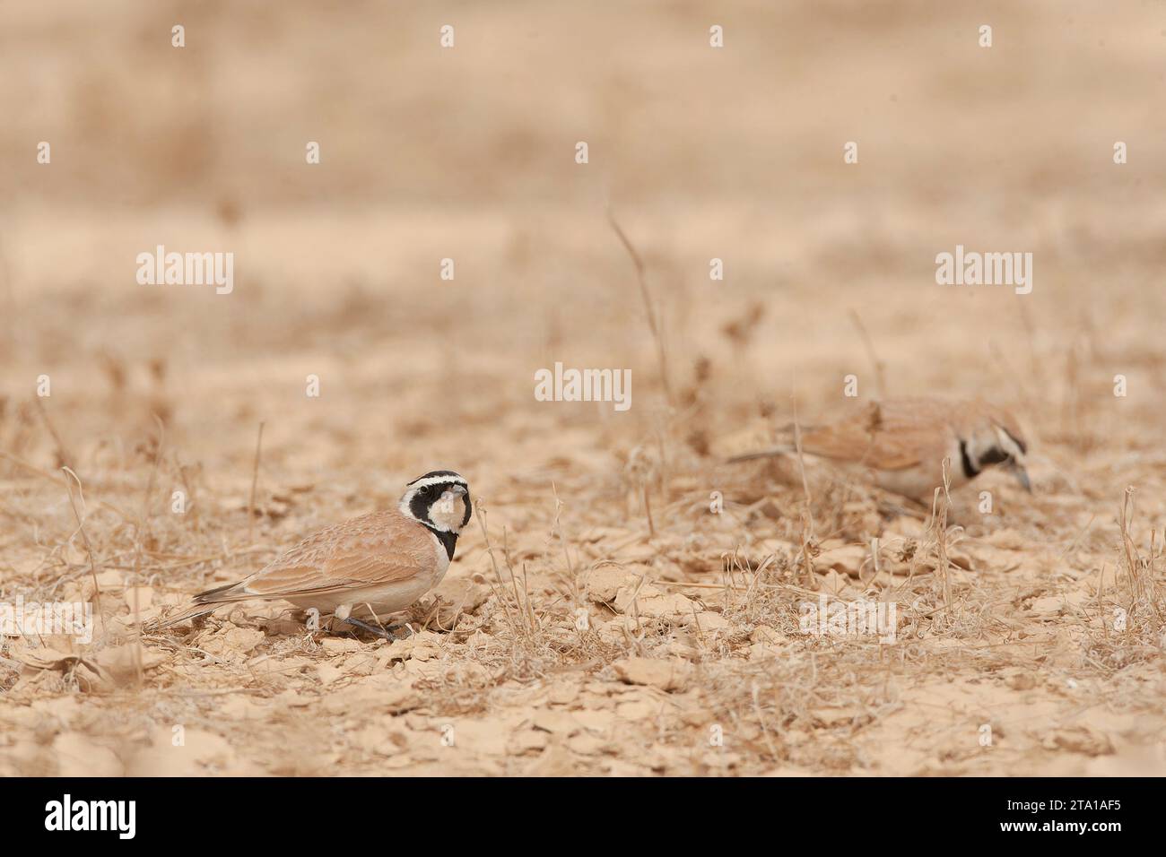 Temminck's Lark (Eremophila bilopha) in breeding habitat in Negev ...