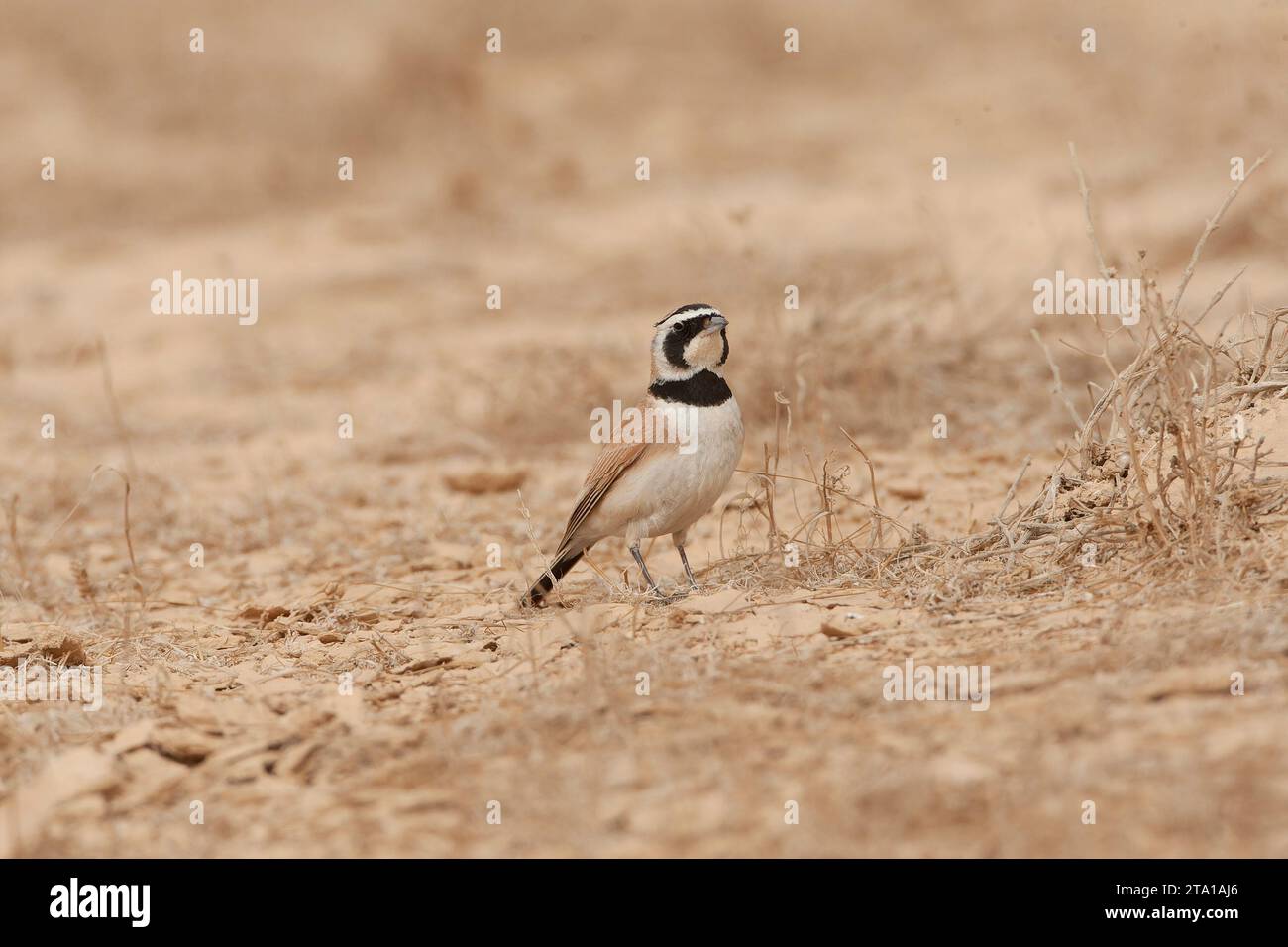 Temminck's Lark (Eremophila bilopha) in breeding habitat in Negev ...