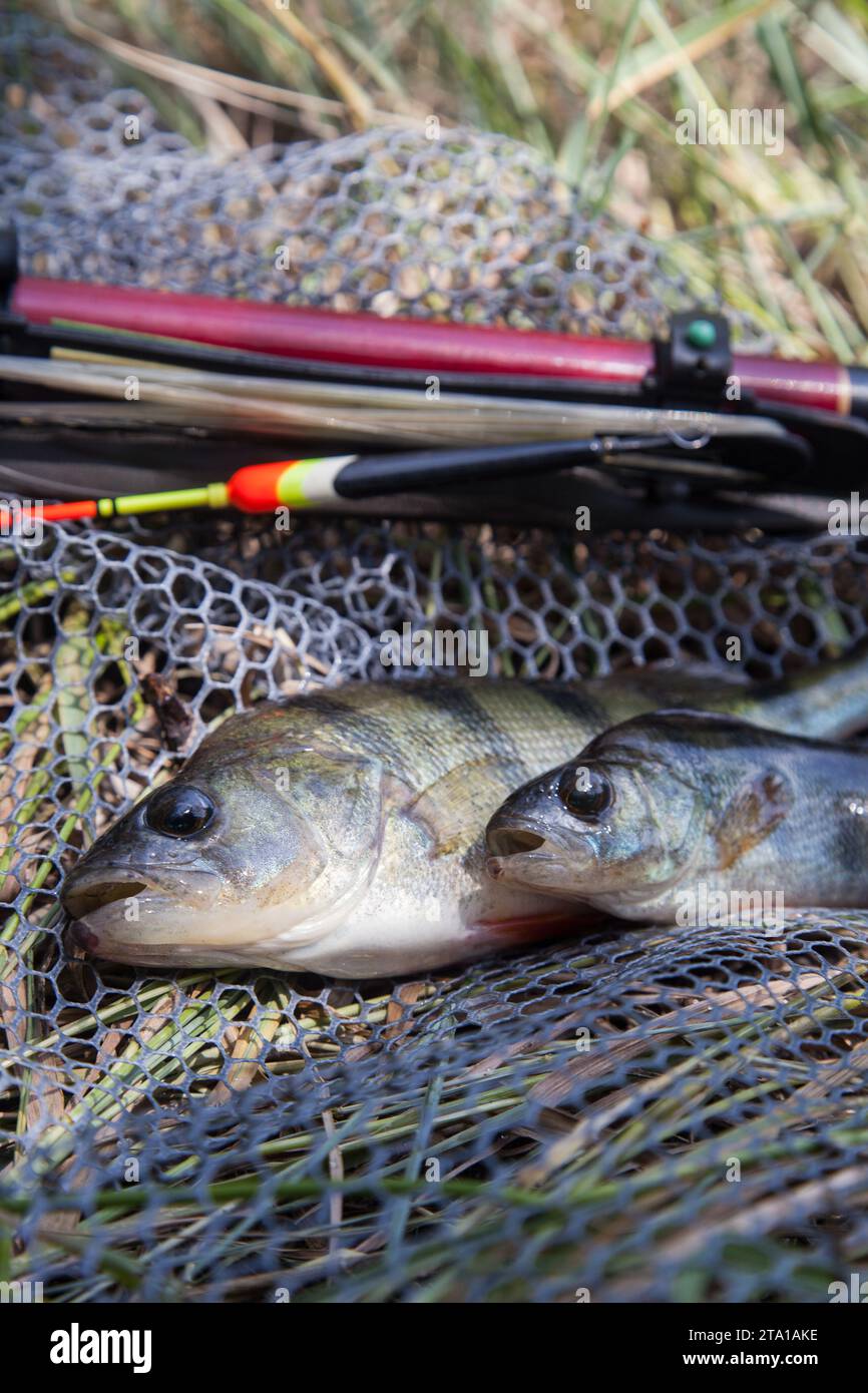 Catching fish. Several fish of Common perch or European perch known as ...