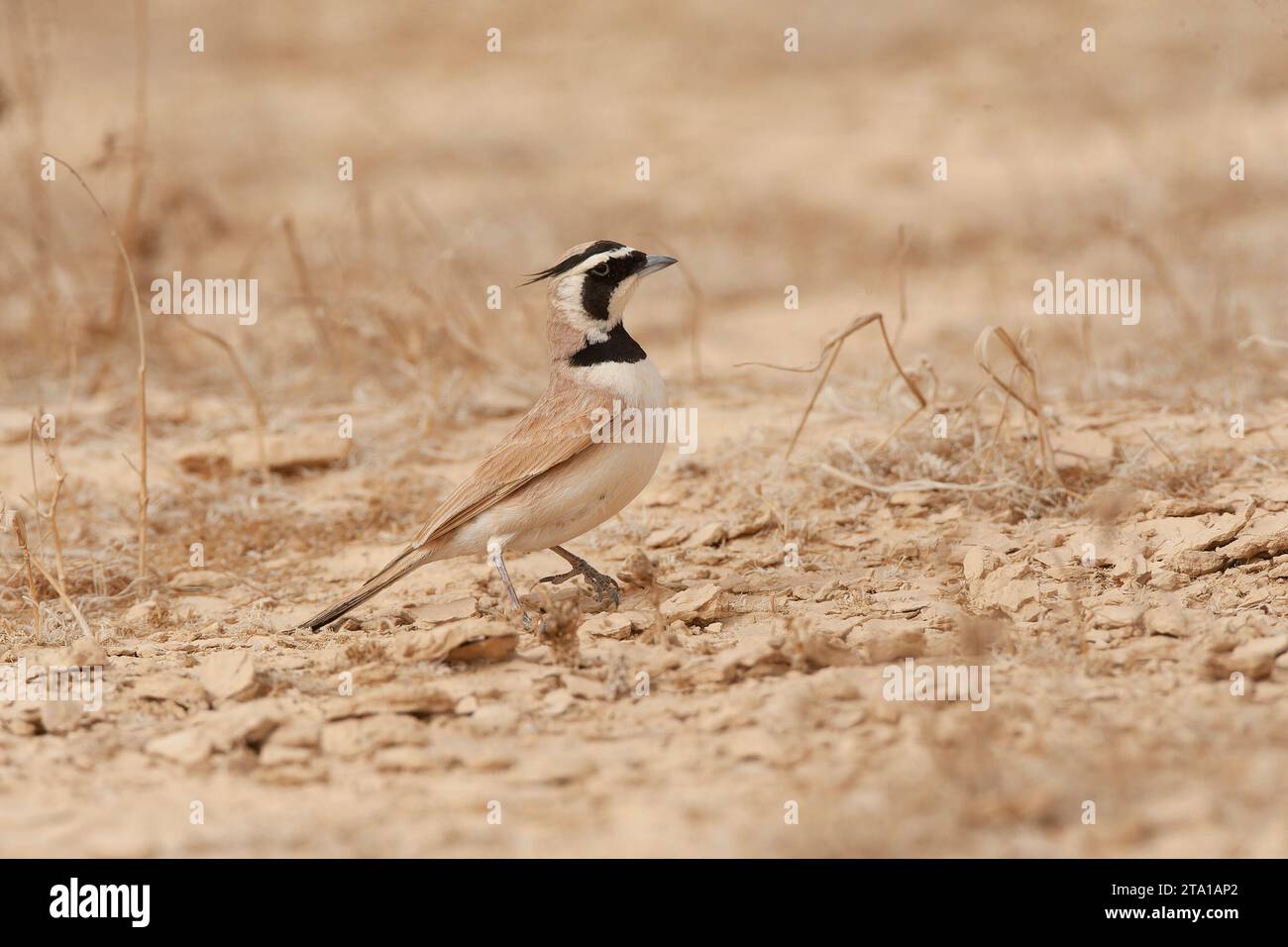Temminck's Lark (Eremophila bilopha) in breeding habitat in Negev ...