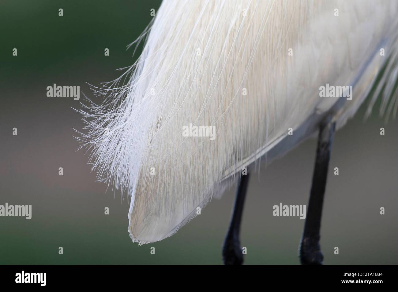 Little Egret (Egretta garzetta) during spring in wetland in Hungary ...