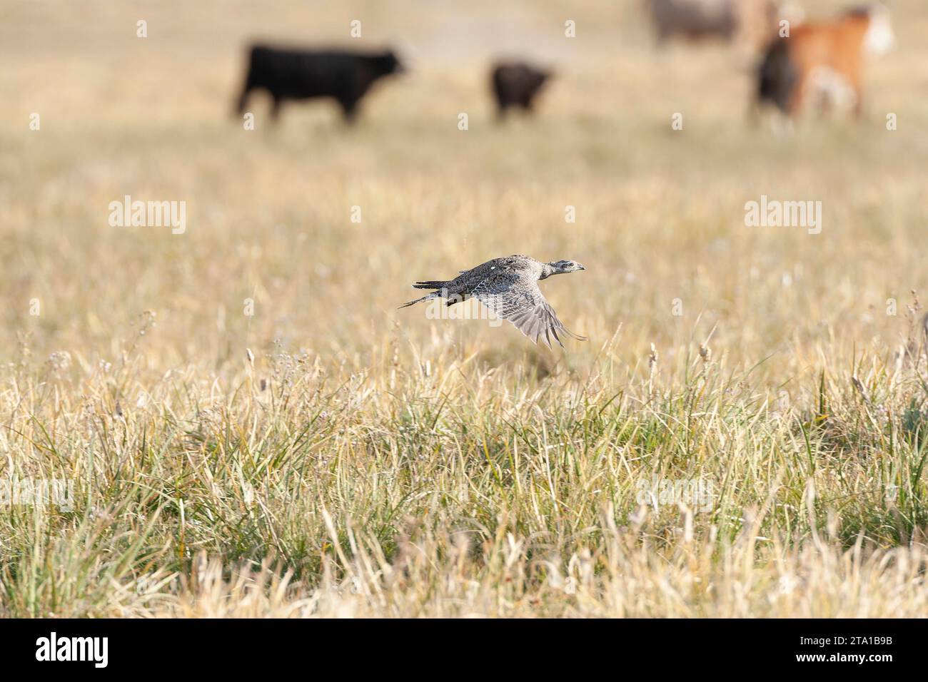 Greater sage-grouse (Centrocercus urophasianus) during autumn, south of ...