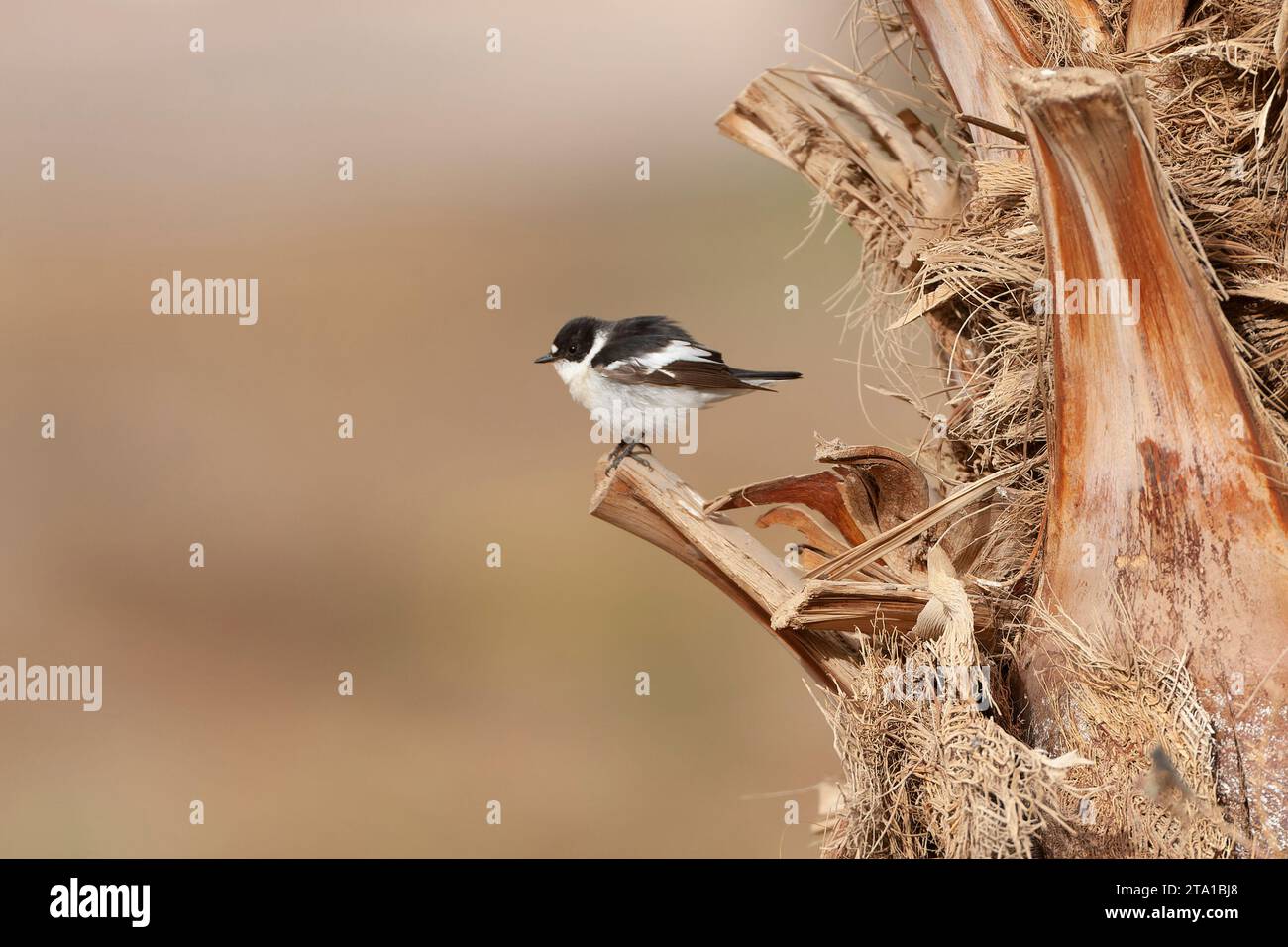 Male Semicollared Flycatcher (Ficedula semitorquata) during spring ...