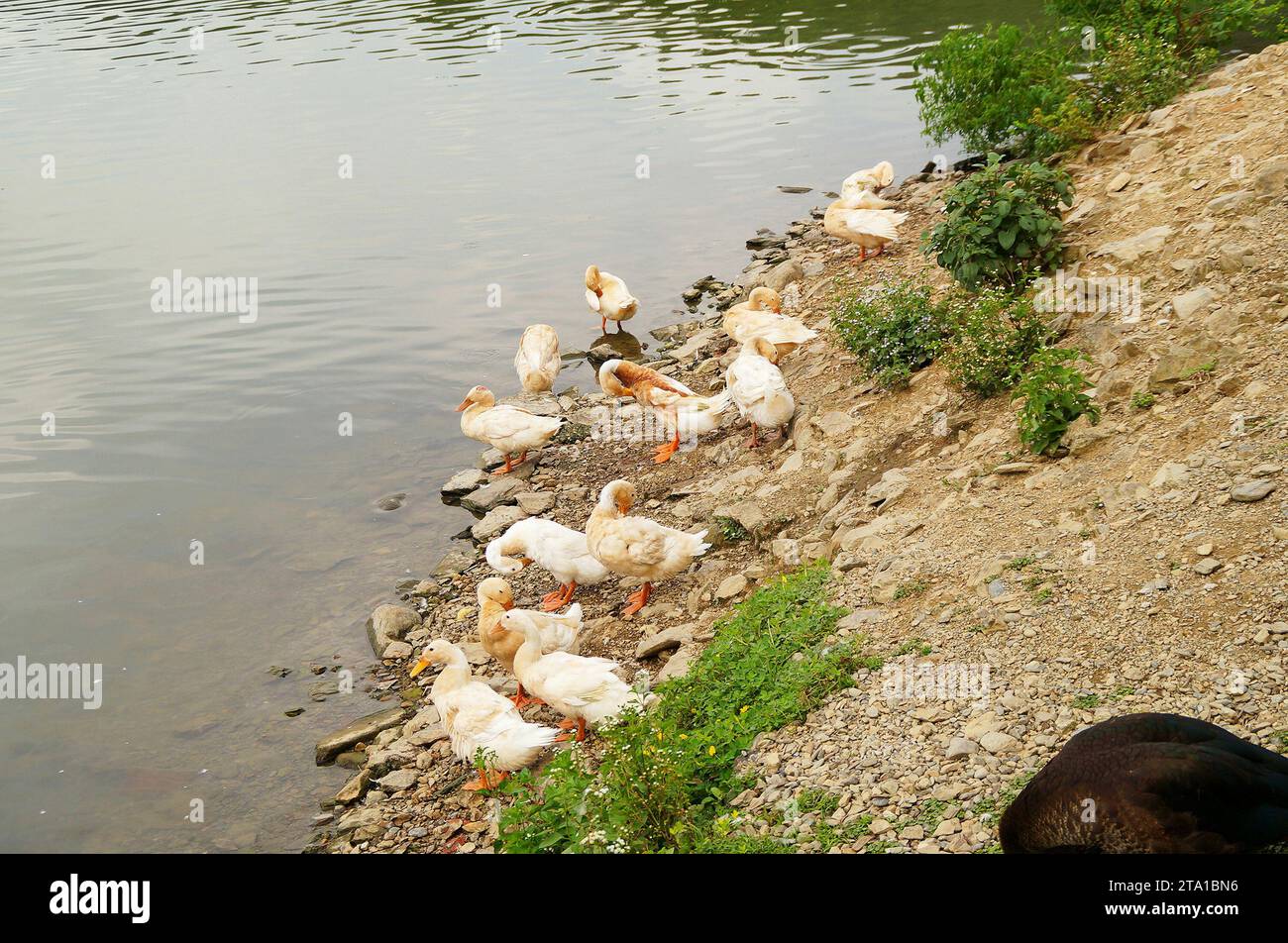 Flock of ducks hi-res stock photography and images - Alamy