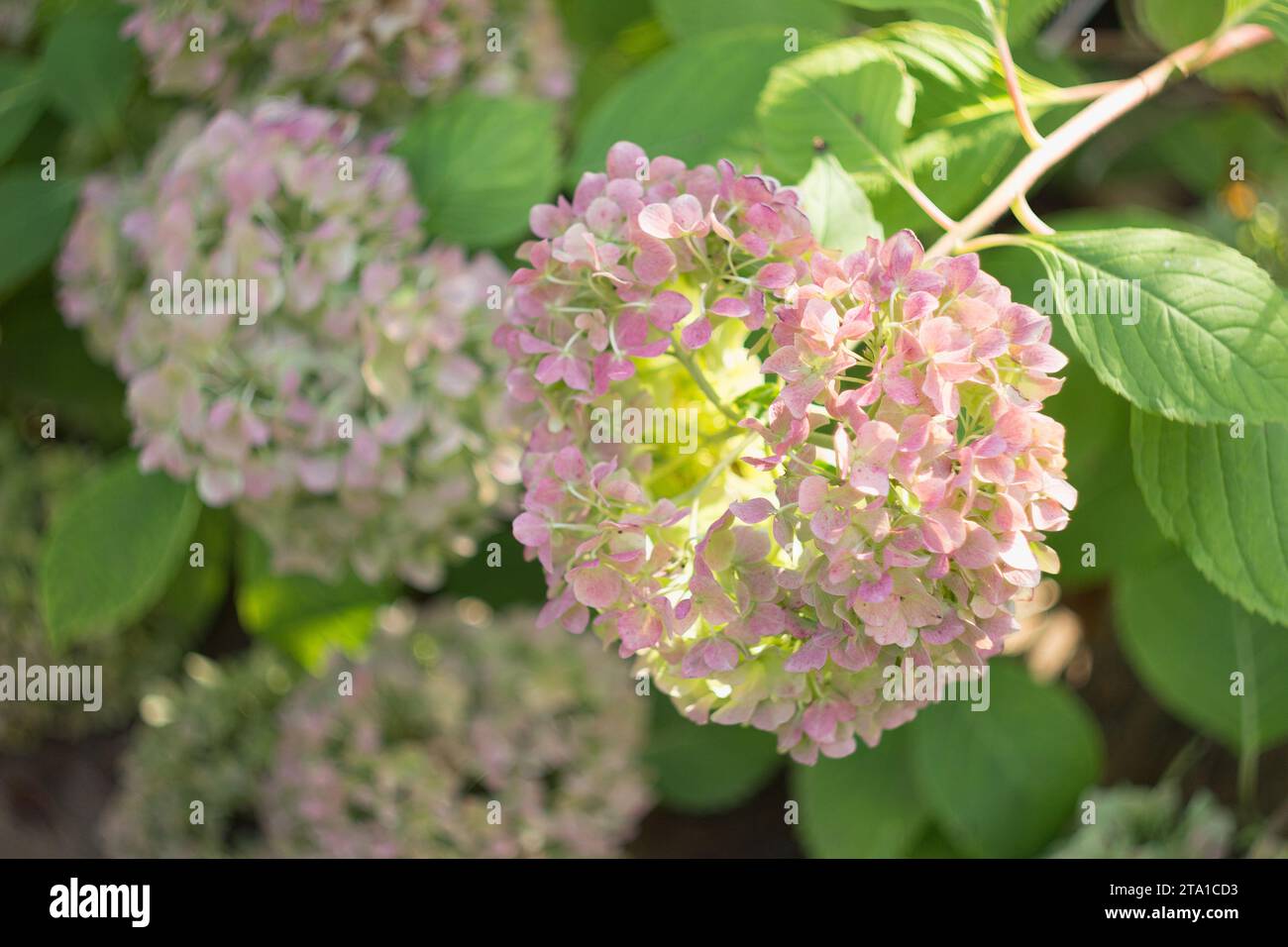 Pink hydrangea blossom close hi-res stock photography and images - Alamy