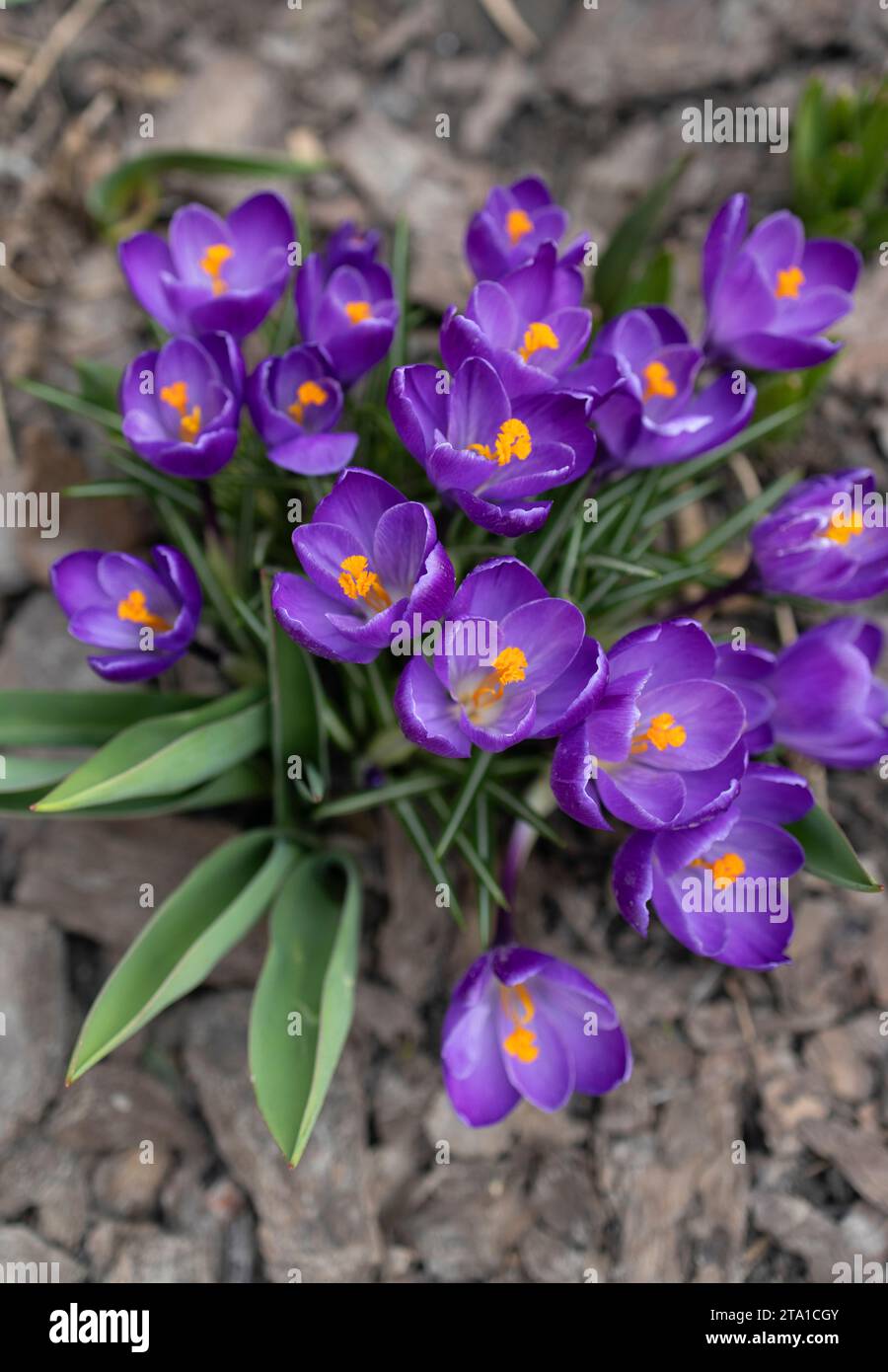 purple crocus blooms in a flowerbed in a garden or park. Spring season ...