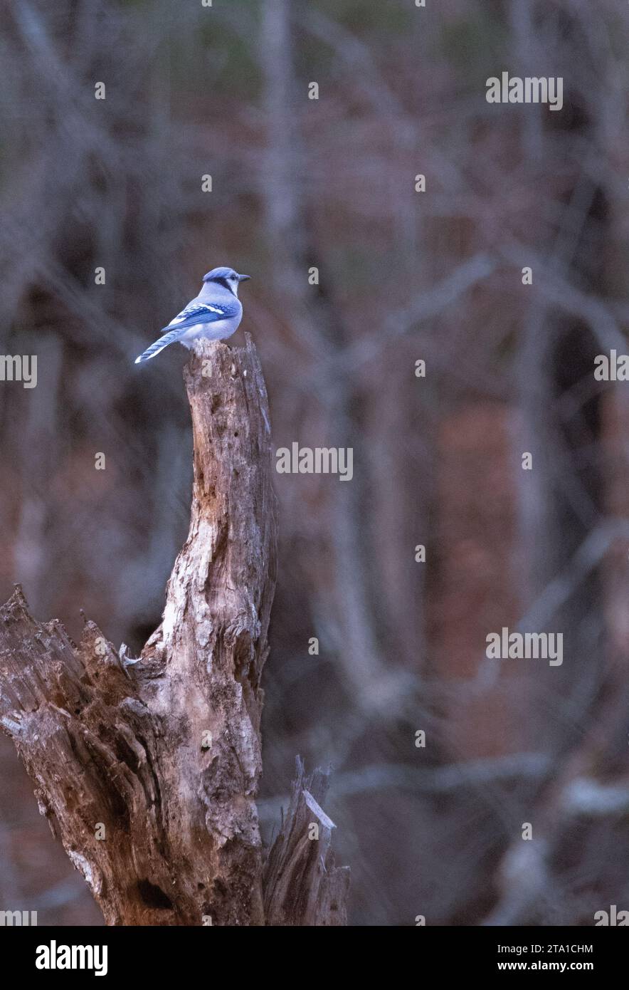 Dead bird and wind hi-res stock photography and images - Alamy