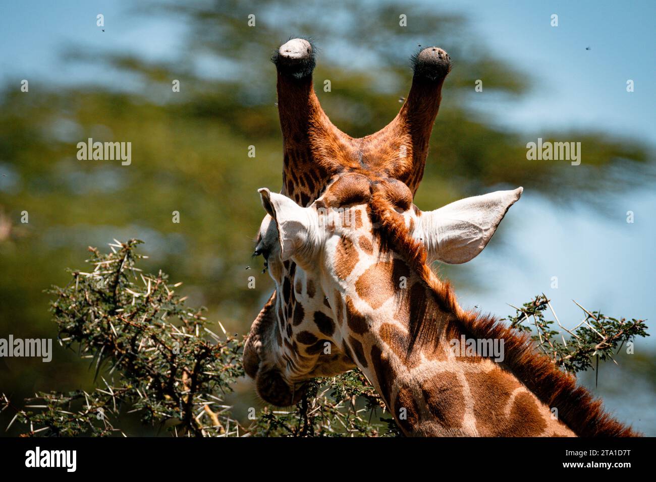 Rothschild Giraffe - Lake Nakuru, Kenya Stock Photo - Alamy