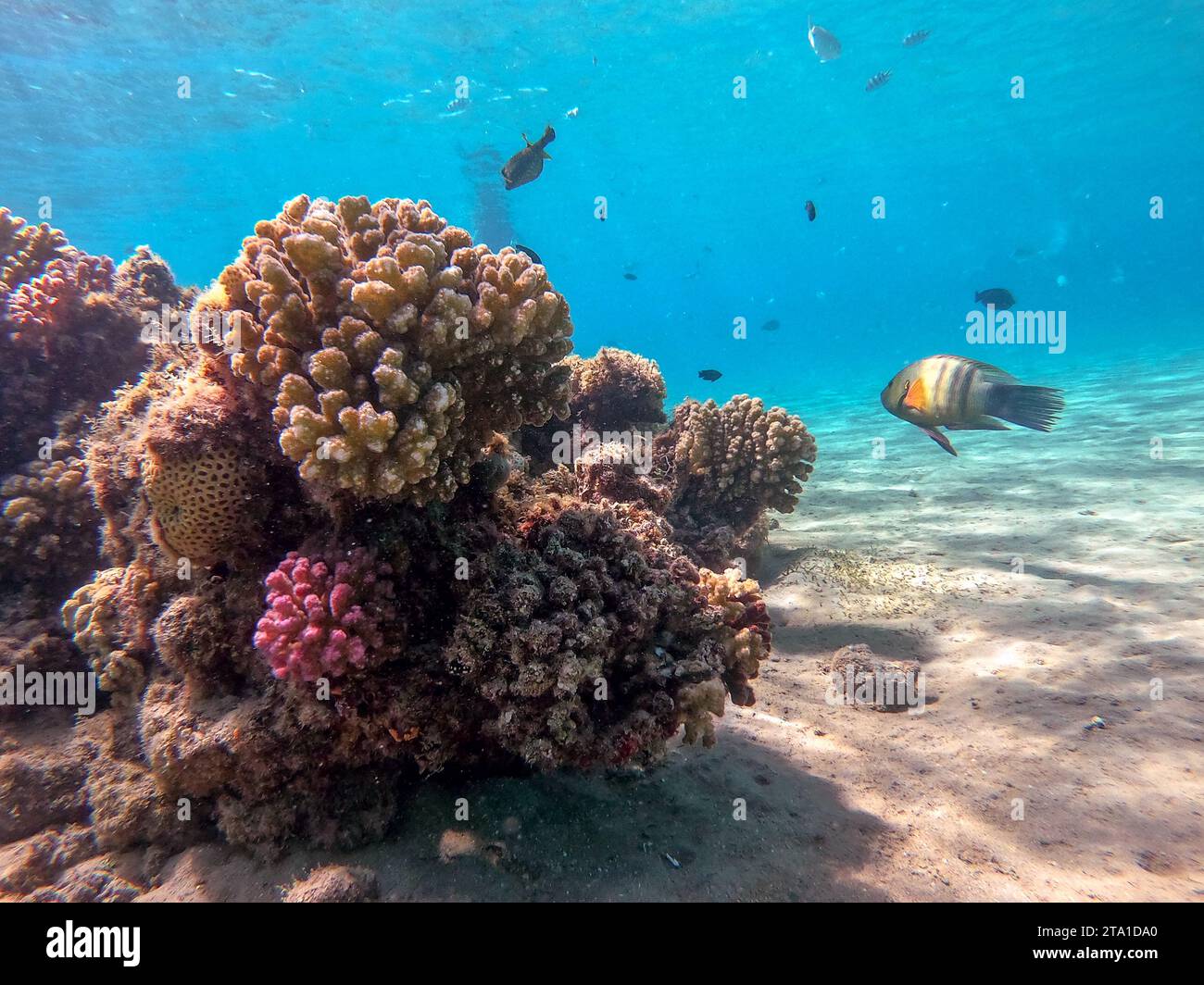 Close up view of tropical big broomtail wrasse known as Cheilinus ...