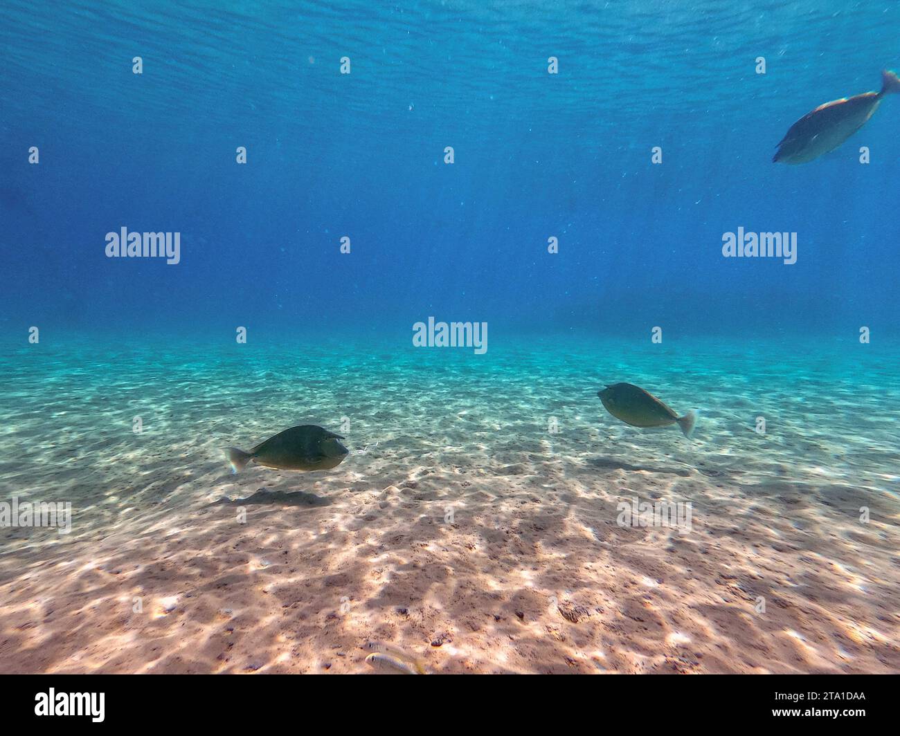 Tropical Naso annulatus fish known as Whitemargin Unicorn fish ...