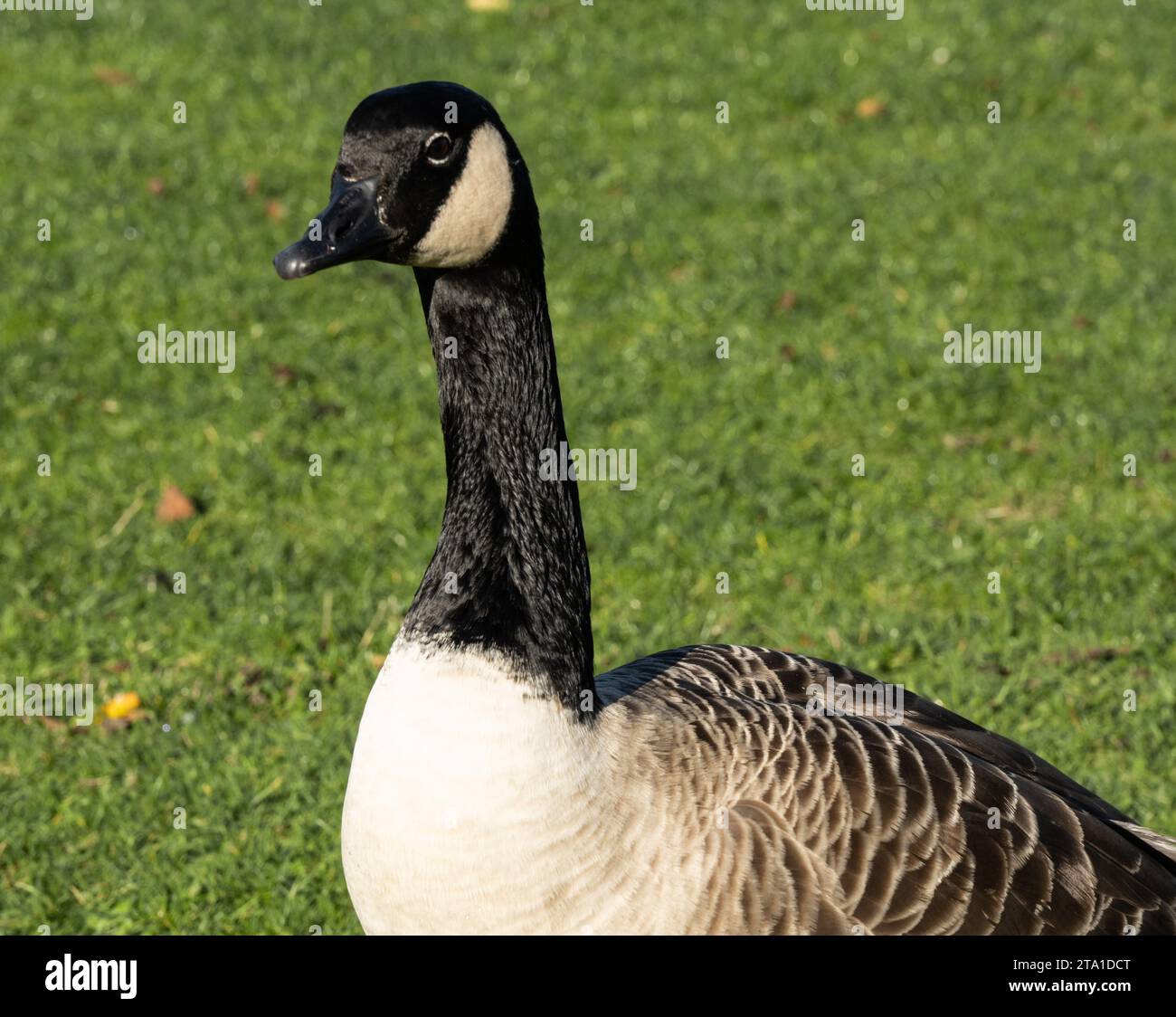 Canada goose birders hi-res stock photography and images - Alamy