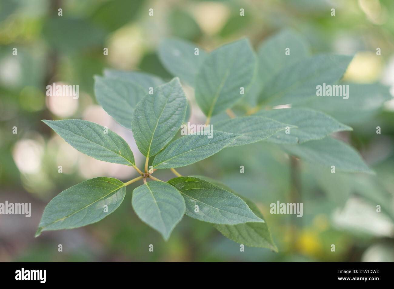 Hydrangea paniculata branch on hi-res stock photography and images - Alamy