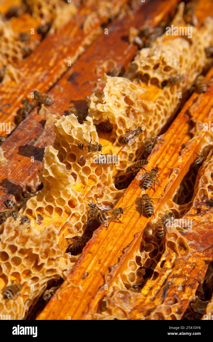 Frames of a beehive. Close up view of the opened hive body showing the ...