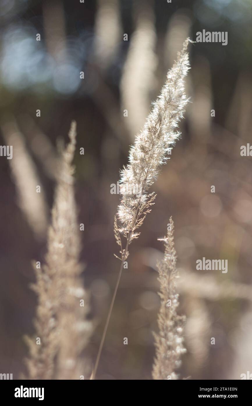 Cereal outdoor hi-res stock photography and images - Alamy