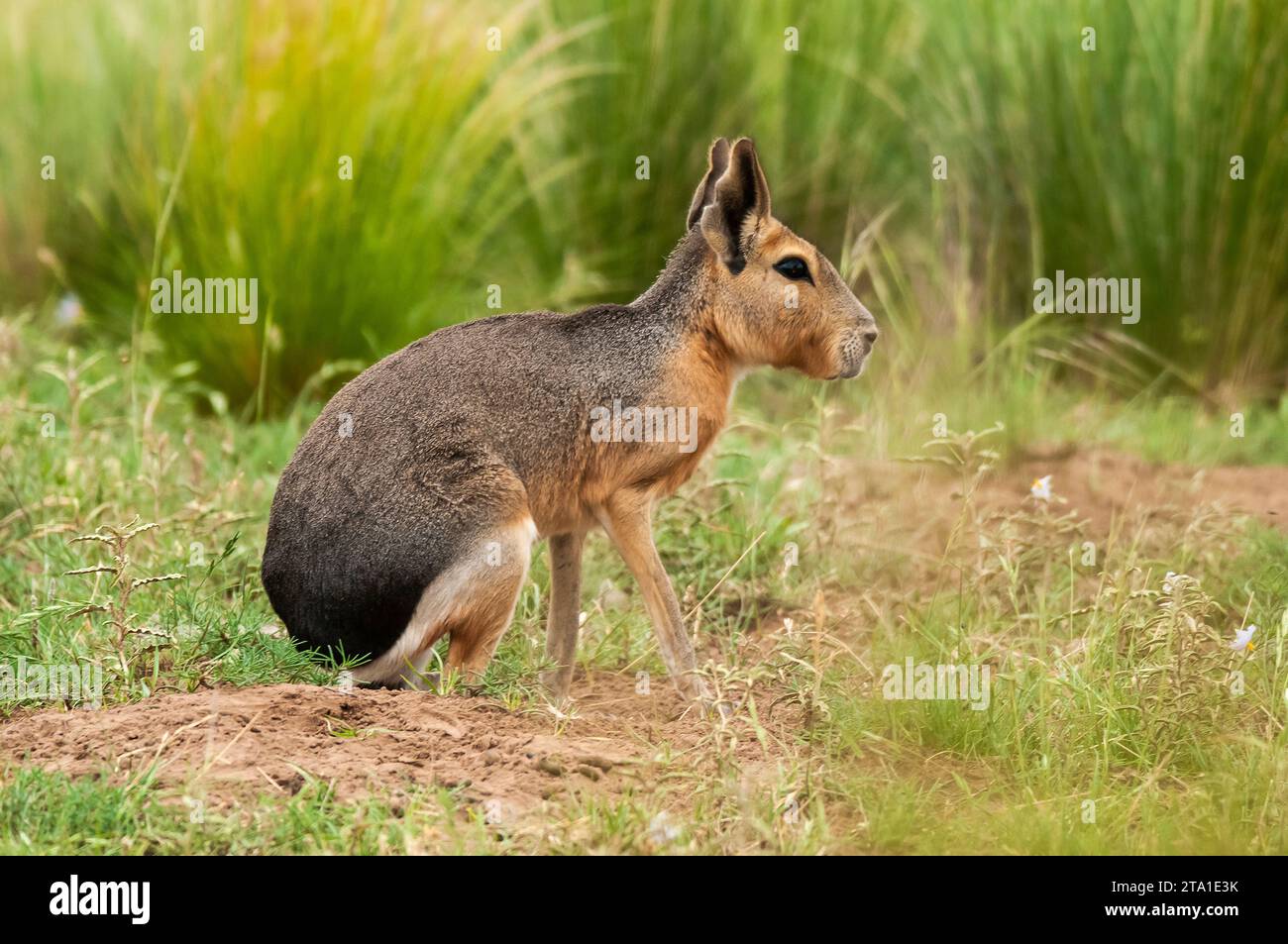 Patagonian cavi in Pampas grassland environment, La Pampa Province ...