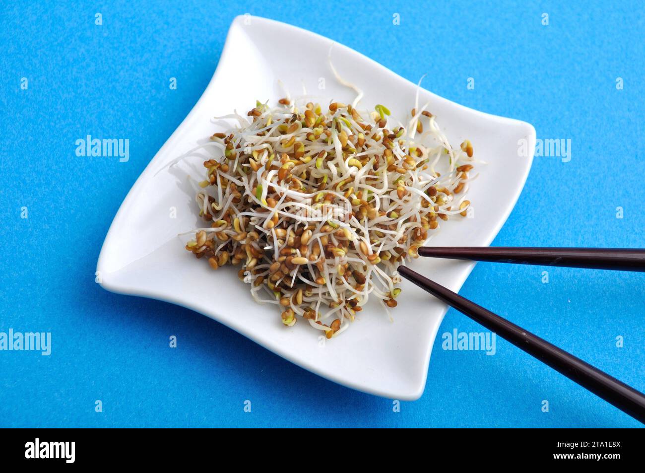 Alfafa seeds hi-res stock photography and images - Alamy