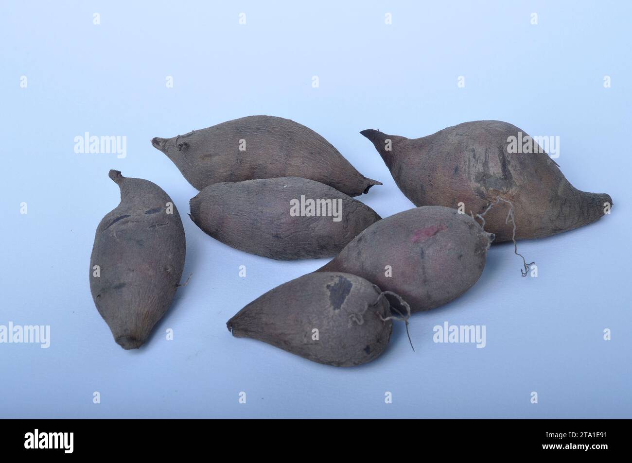 Yacon roots hi-res stock photography and images - Alamy