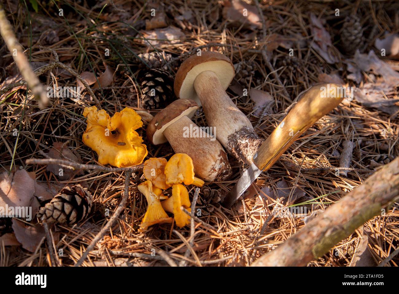 Crop of forest edible mushrooms - boletus and chanterelle mushrooms ...