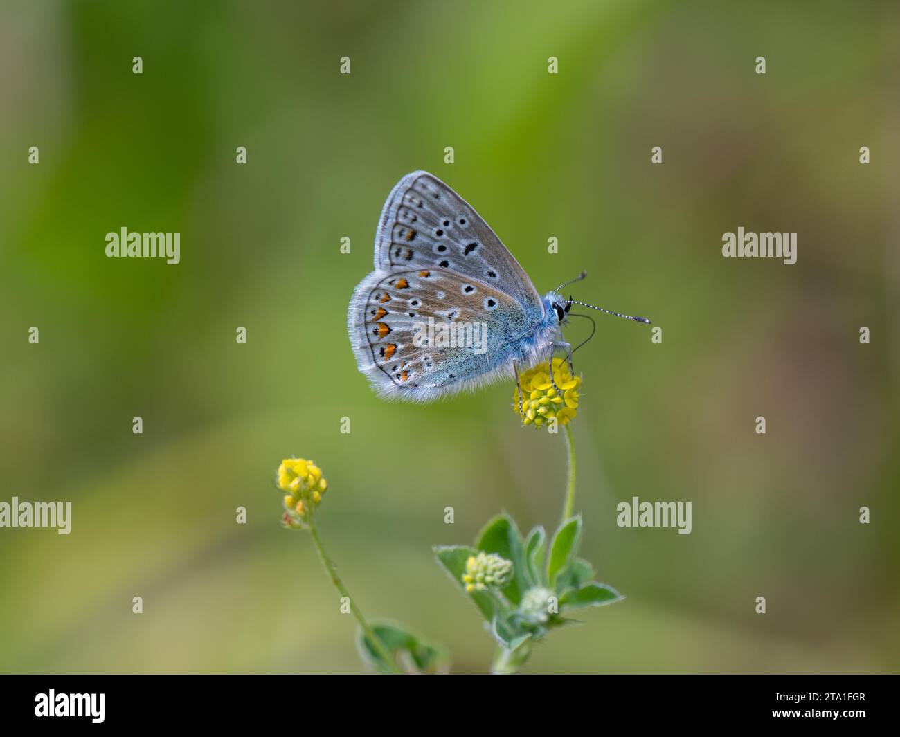 Common Blue Butterfly. Wings Closed Stock Photo - Alamy