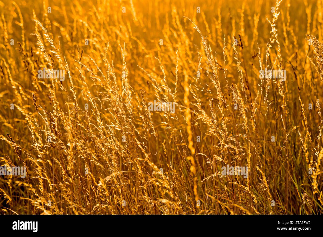 Field dry tall grass hi-res stock photography and images - Alamy