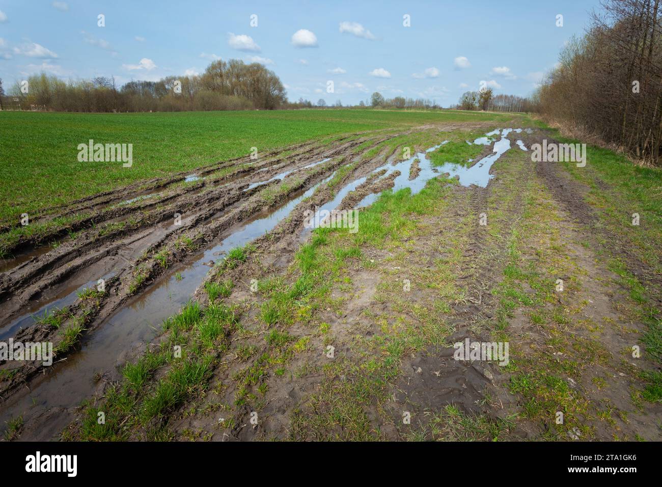 Wheel tracks and water in front of a farm green field, April day Stock ...