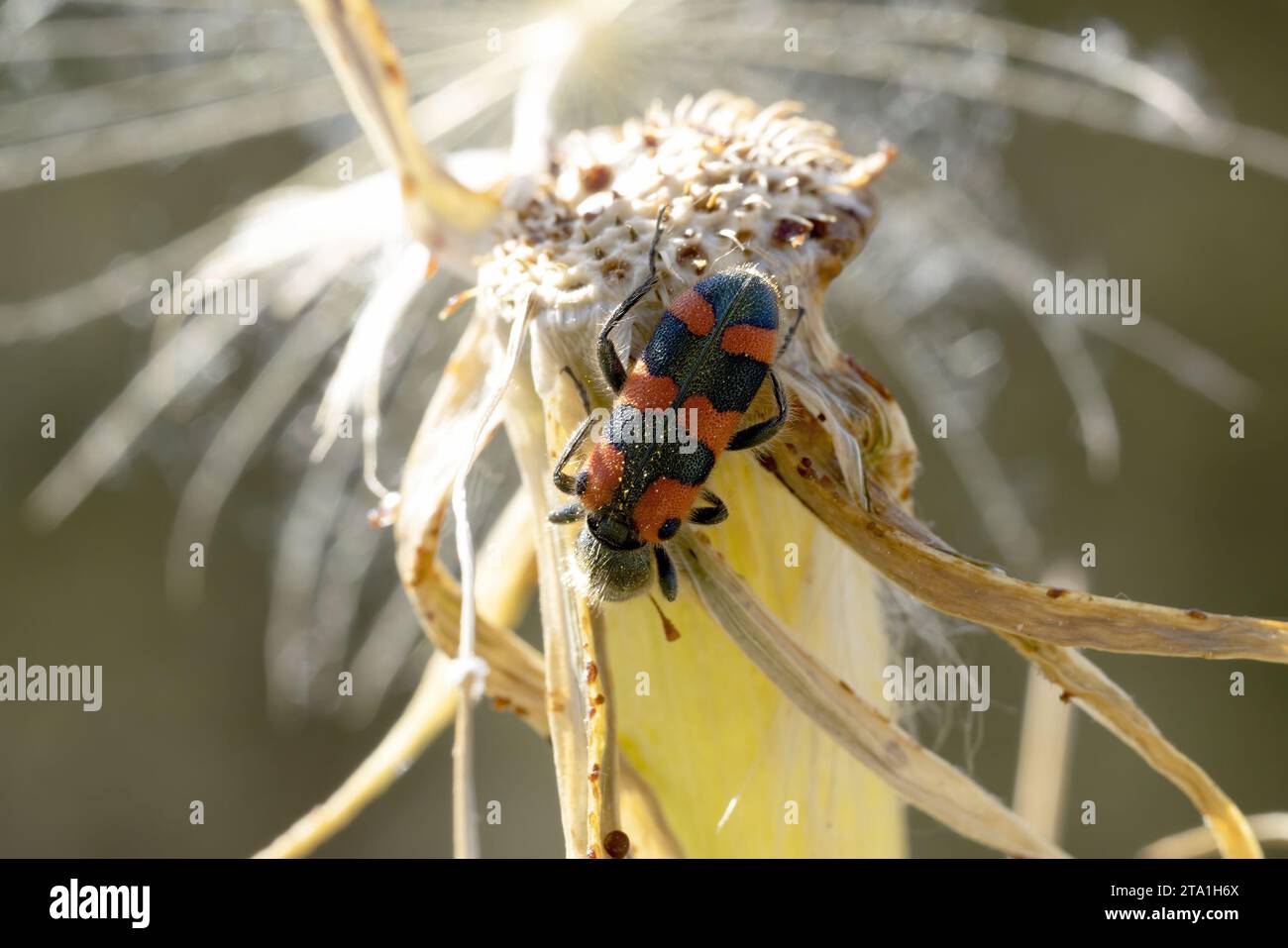 Coleoptera family cleridae hi-res stock photography and images - Alamy