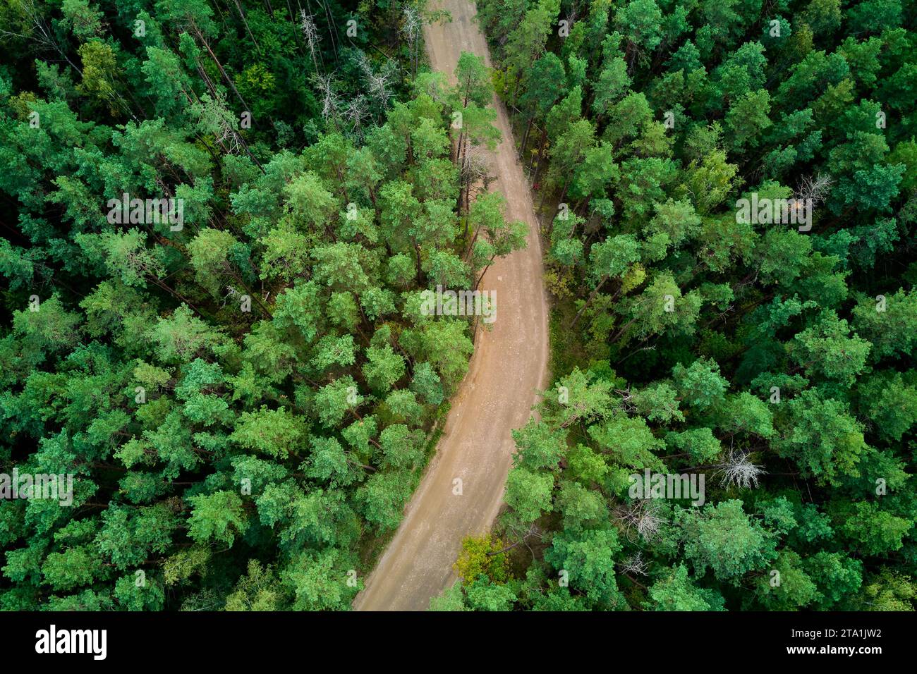 Empty forest logging road hi-res stock photography and images - Alamy