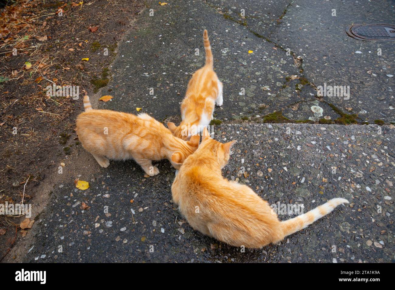 Stray cats eating Stock Photo - Alamy