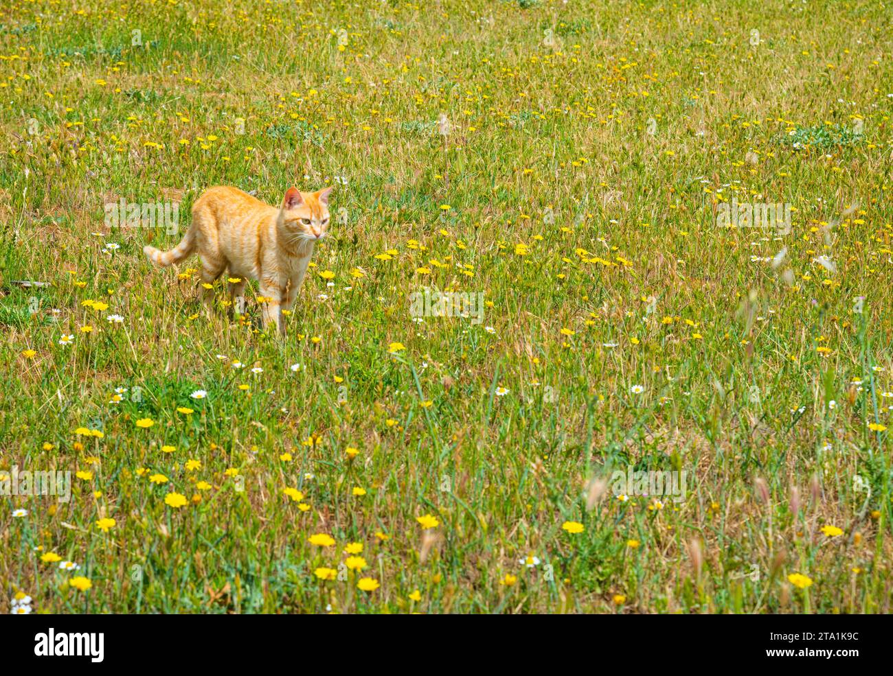 Orange tabby cat in the countryside Stock Photo - Alamy