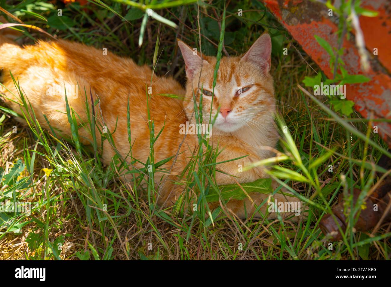 Orange tabby cat in the countryside Stock Photo - Alamy