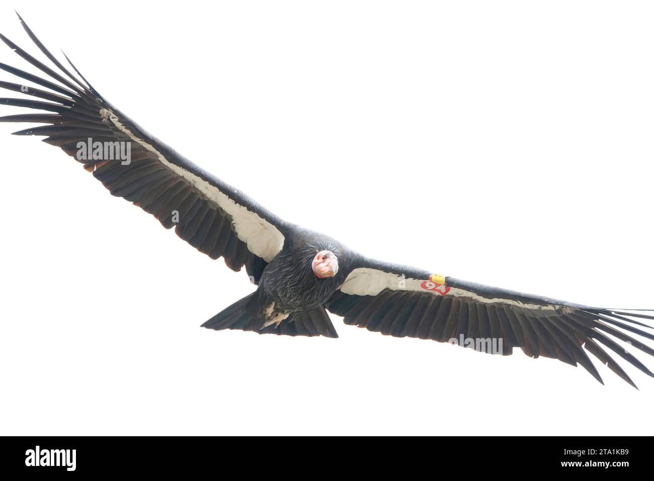 Flying california condor Cut Out Stock Images & Pictures - Alamy