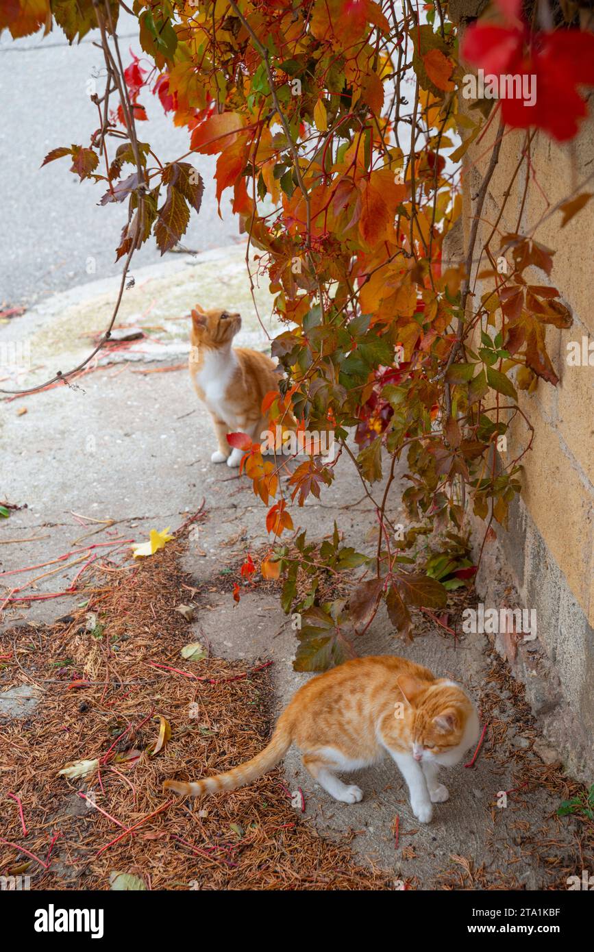 Two stray cats Stock Photo - Alamy