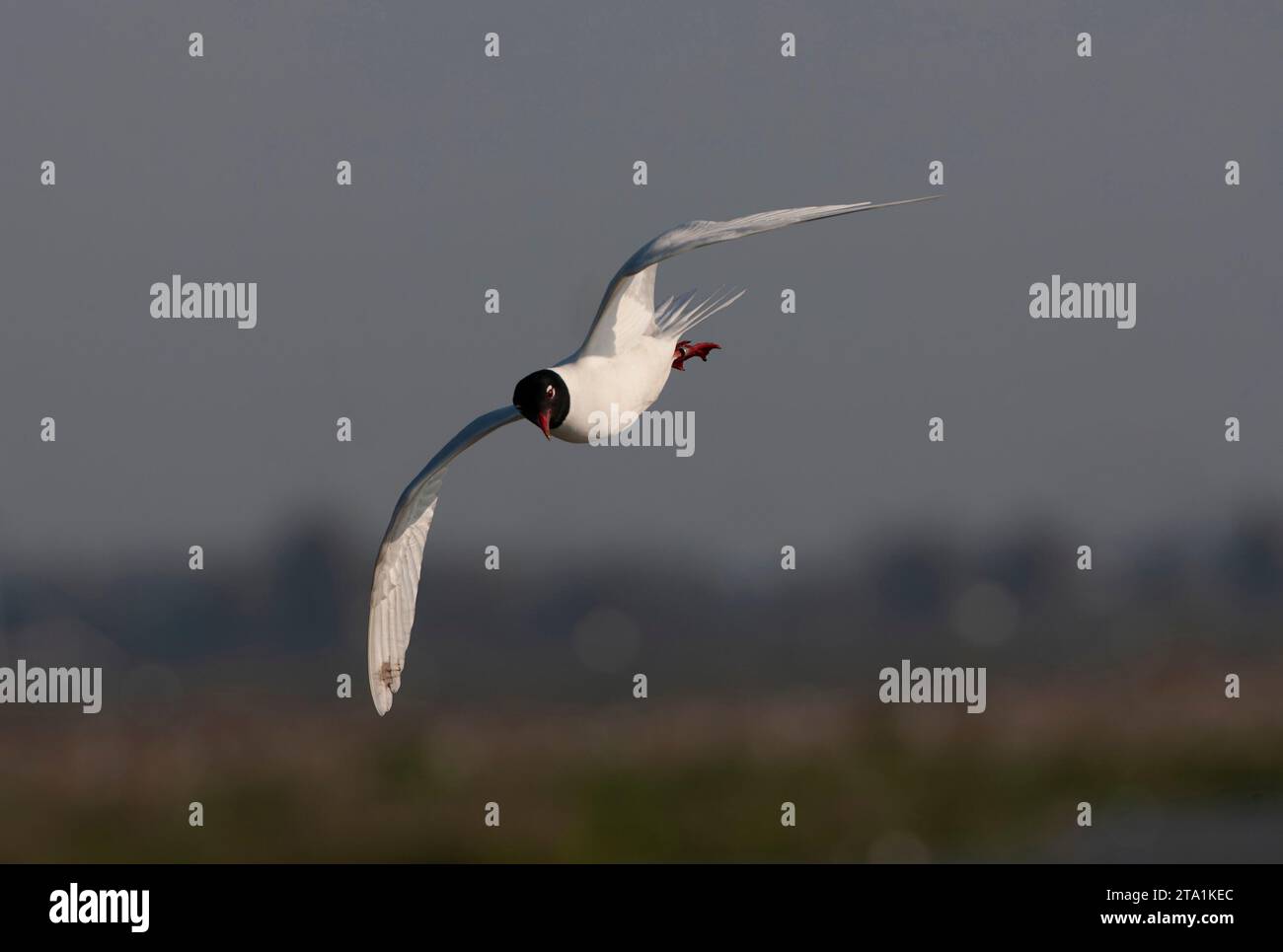 Adult Mediterranean Gull (Ichthyaetus melanocephalus) in breeding ...