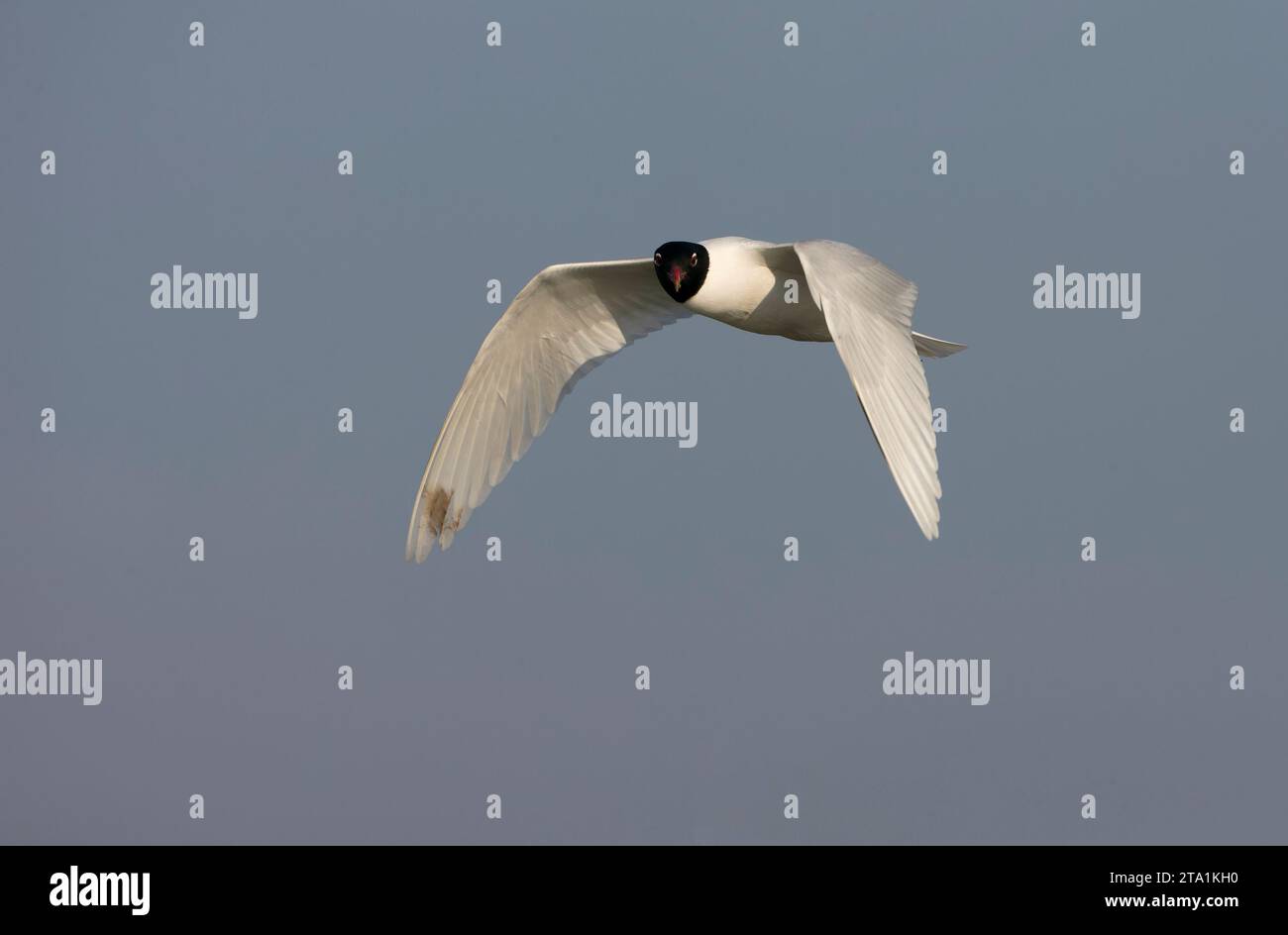 Adult Mediterranean Gull (Ichthyaetus melanocephalus) in breeding ...