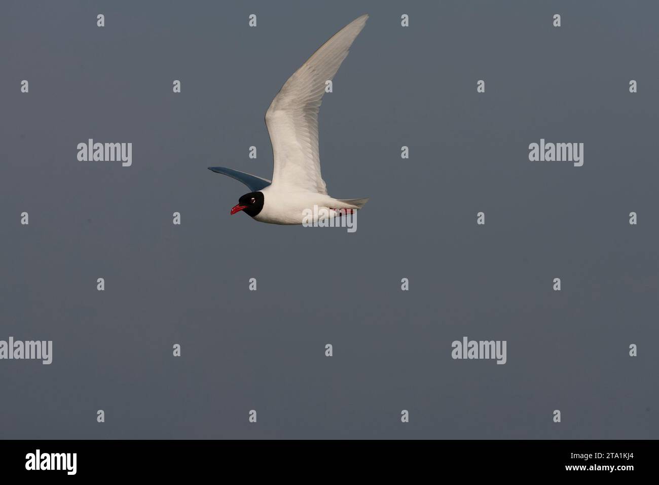 Adult Mediterranean Gull (Ichthyaetus melanocephalus) in breeding ...