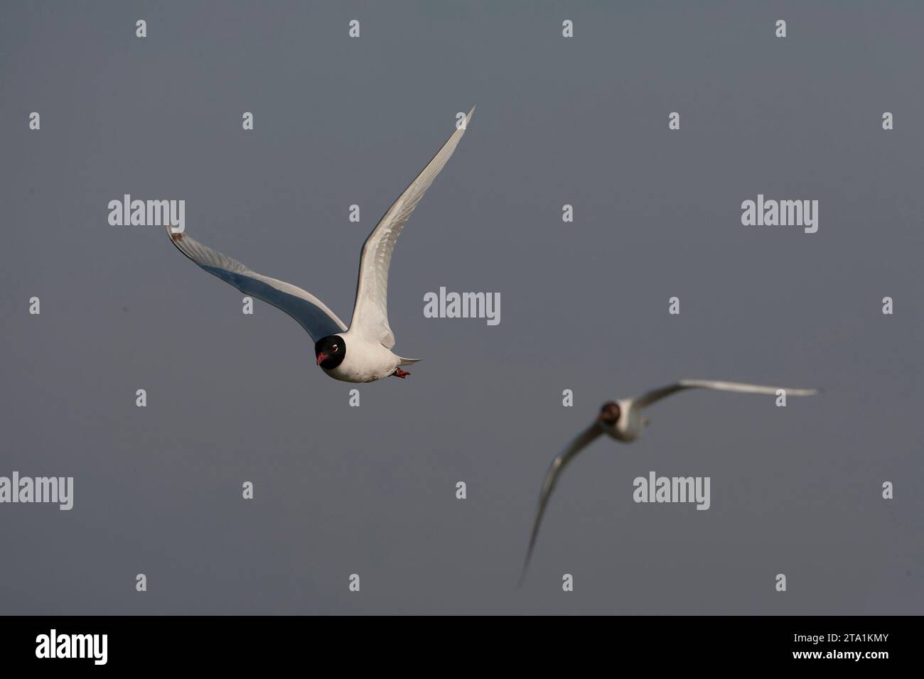 Adult Mediterranean Gull (Ichthyaetus melanocephalus) in breeding ...