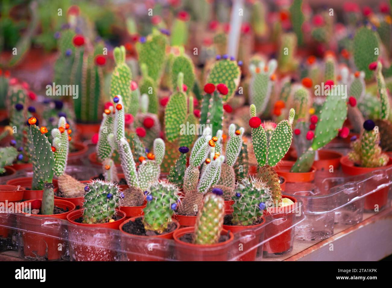 Cactus landscape design hi-res stock photography and images - Alamy