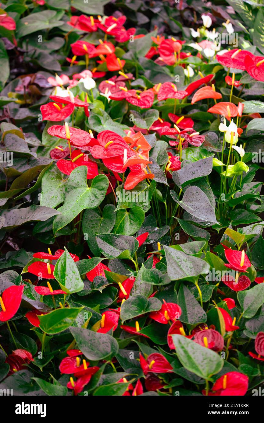 Anthurium andreanum hi-res stock photography and images - Alamy