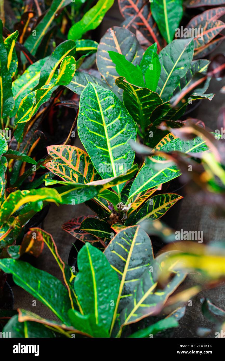 Croton codiaeum variegatum euphorbiaceae hi-res stock photography and ...