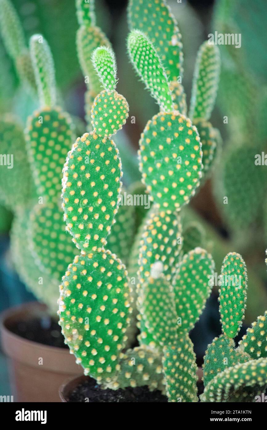 Opuntia rufida hi-res stock photography and images - Alamy