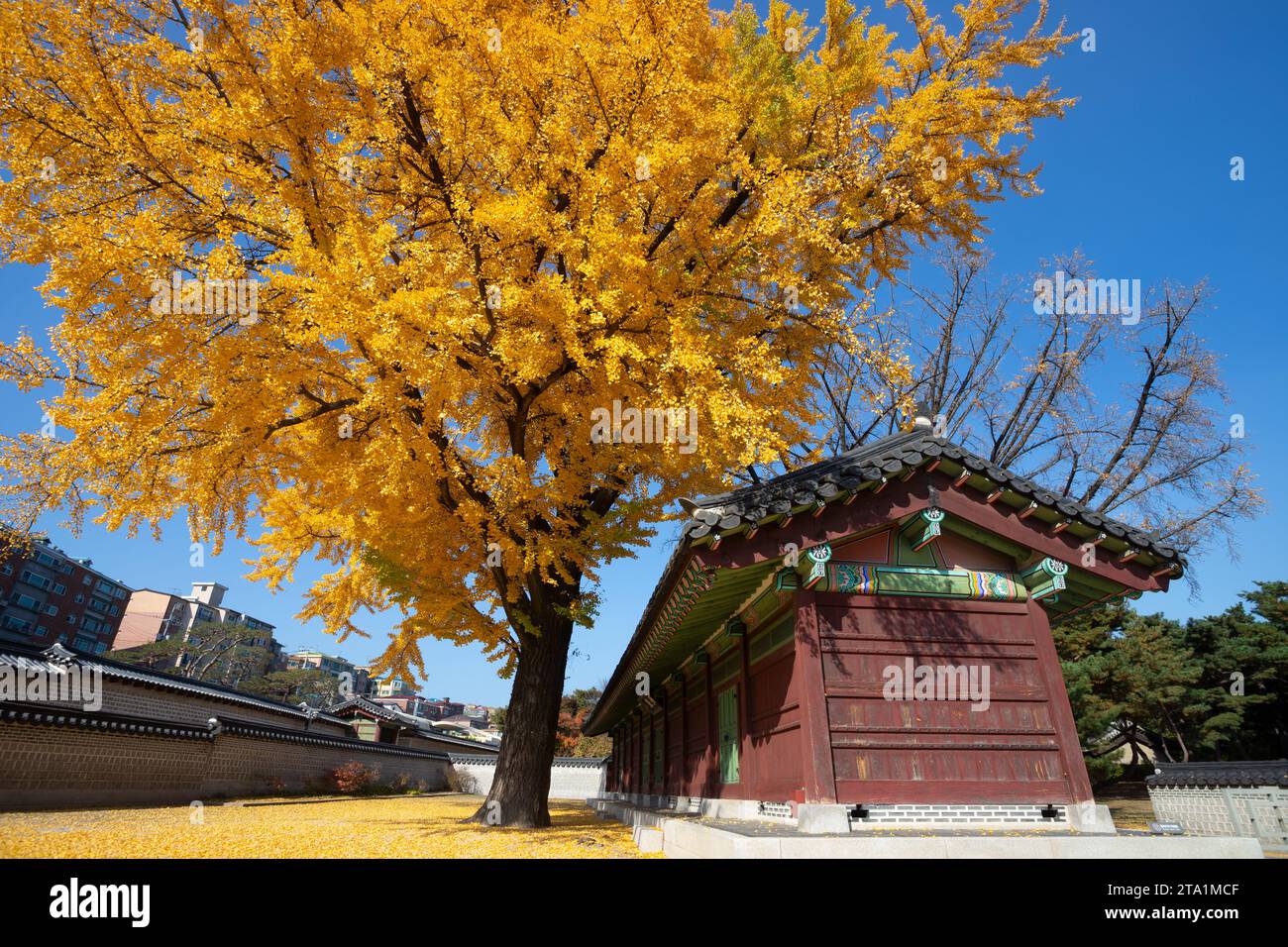 South korean tree hi-res stock photography and images - Alamy