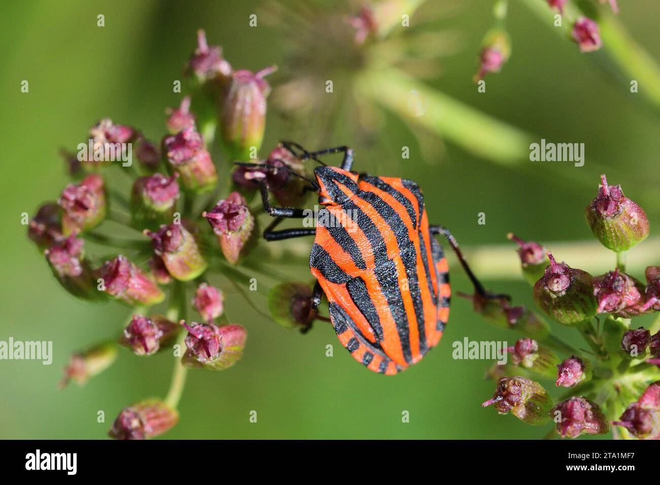 The orange stinky bug eating the nectar of the flower in the meadow ...