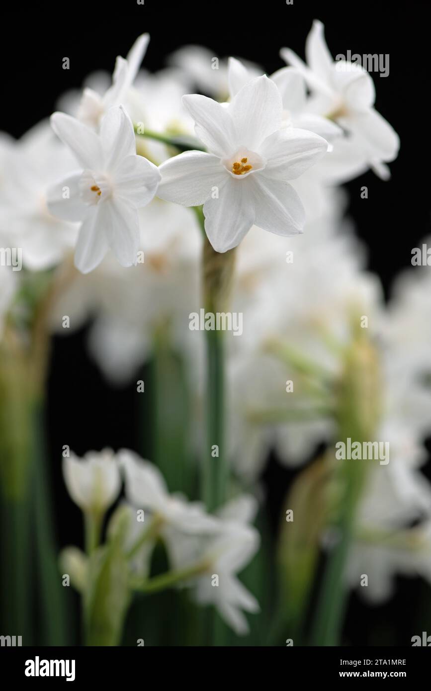 Pure white narcissus hi-res stock photography and images - Alamy