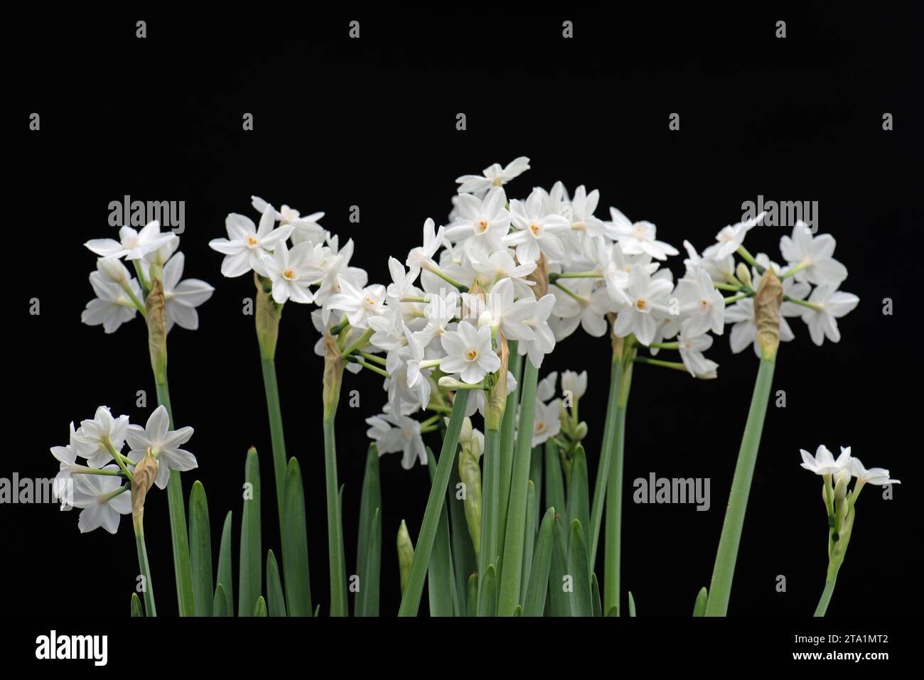 Narcissus 'Paperwhite Ziva' Sweetly scented pure-white daffodil Stock ...