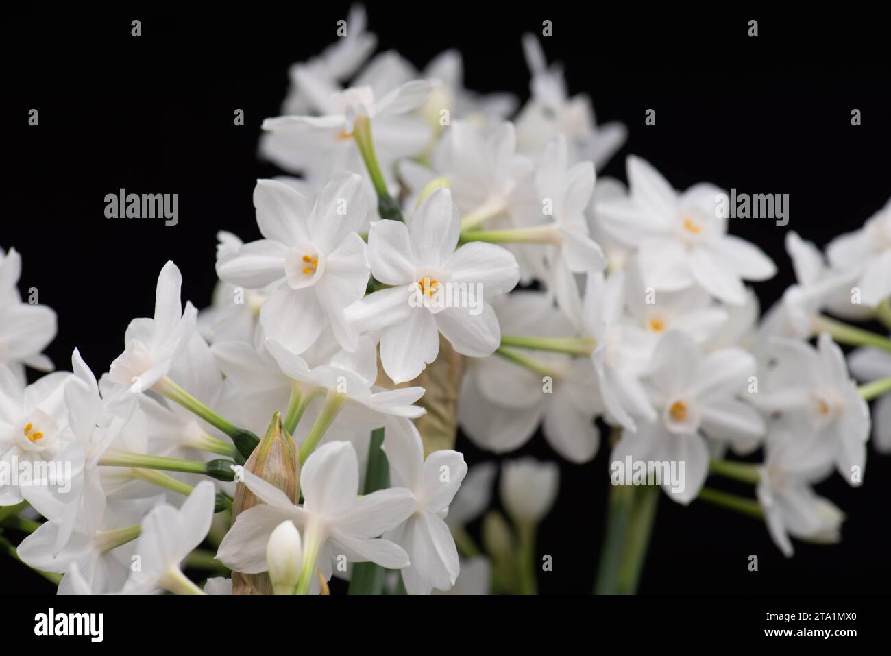 Paperwhite narcissus pot hi-res stock photography and images - Alamy