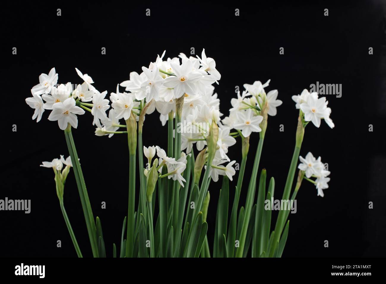Pure white narcissus hi-res stock photography and images - Alamy