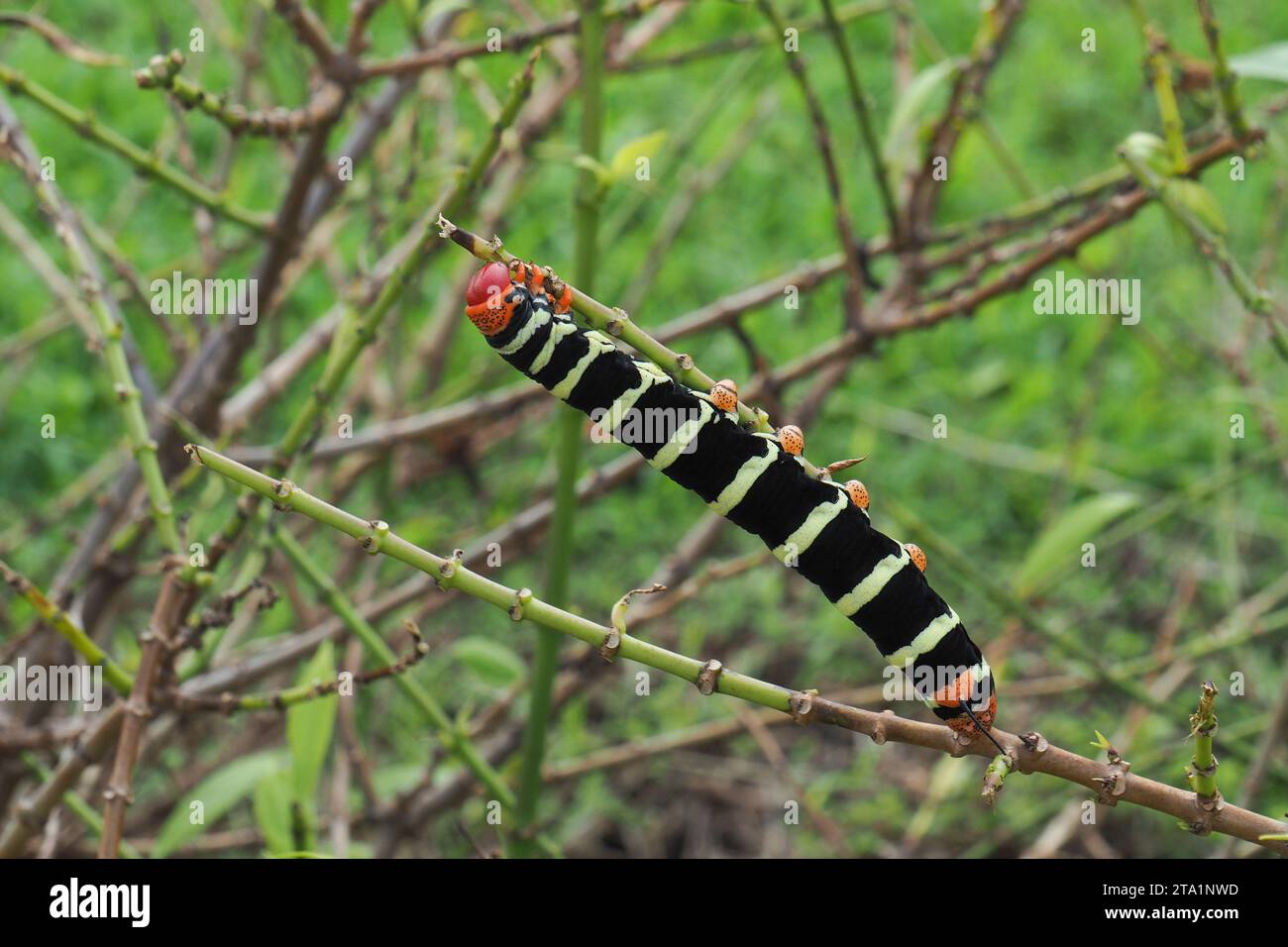 La chenille du frangipanier et Allamanda cathartica Martinique ...