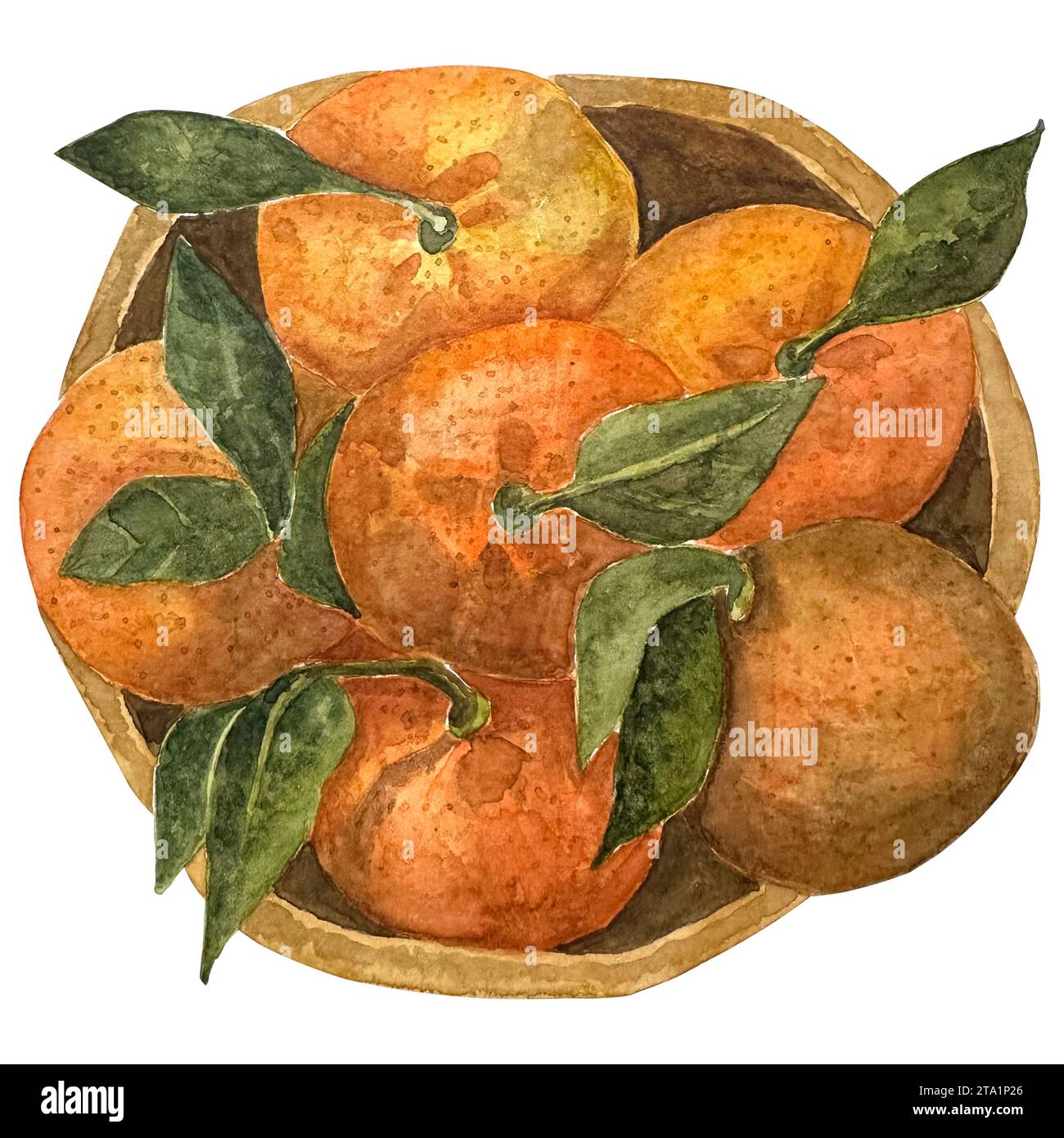 Watercolor drawing of tangerines in a wooden plate illustration ...